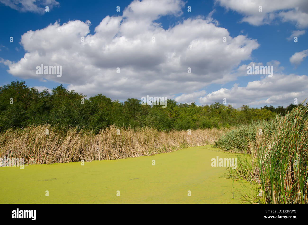 Reeds under water hi-res stock photography and images - Alamy