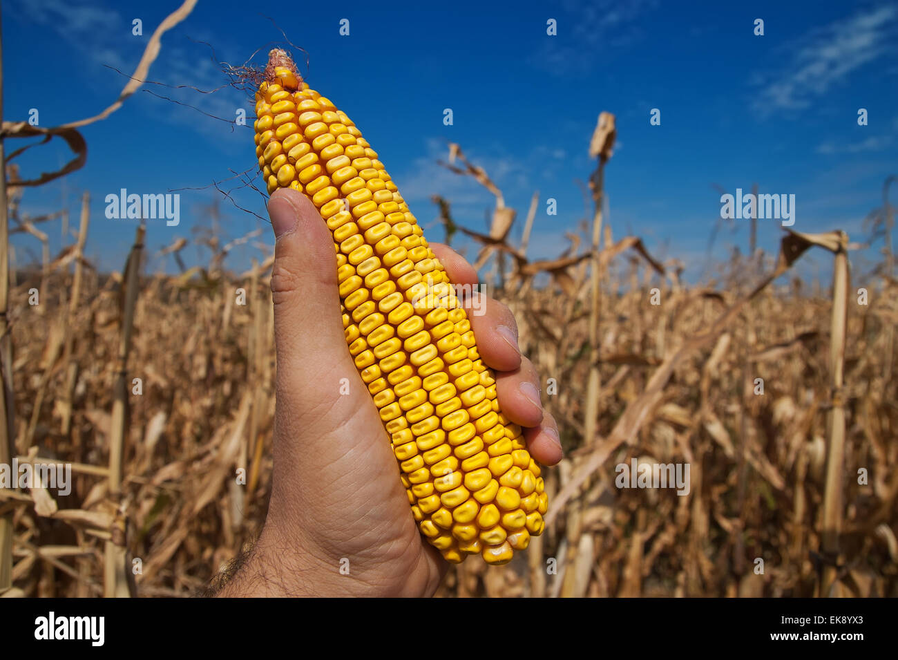 maize in hand over field Stock Photo - Alamy