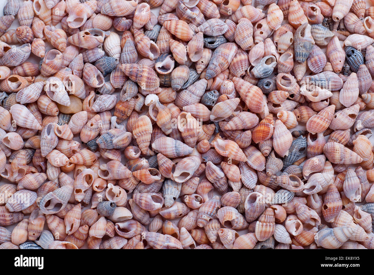 Cockleshells hi-res stock photography and images - Alamy