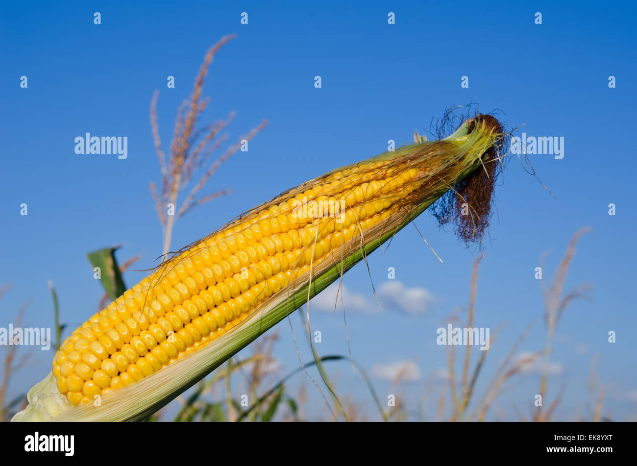 Whole maize hi-res stock photography and images - Alamy