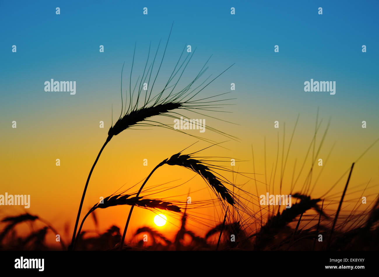 sunset over harvest Stock Photo - Alamy