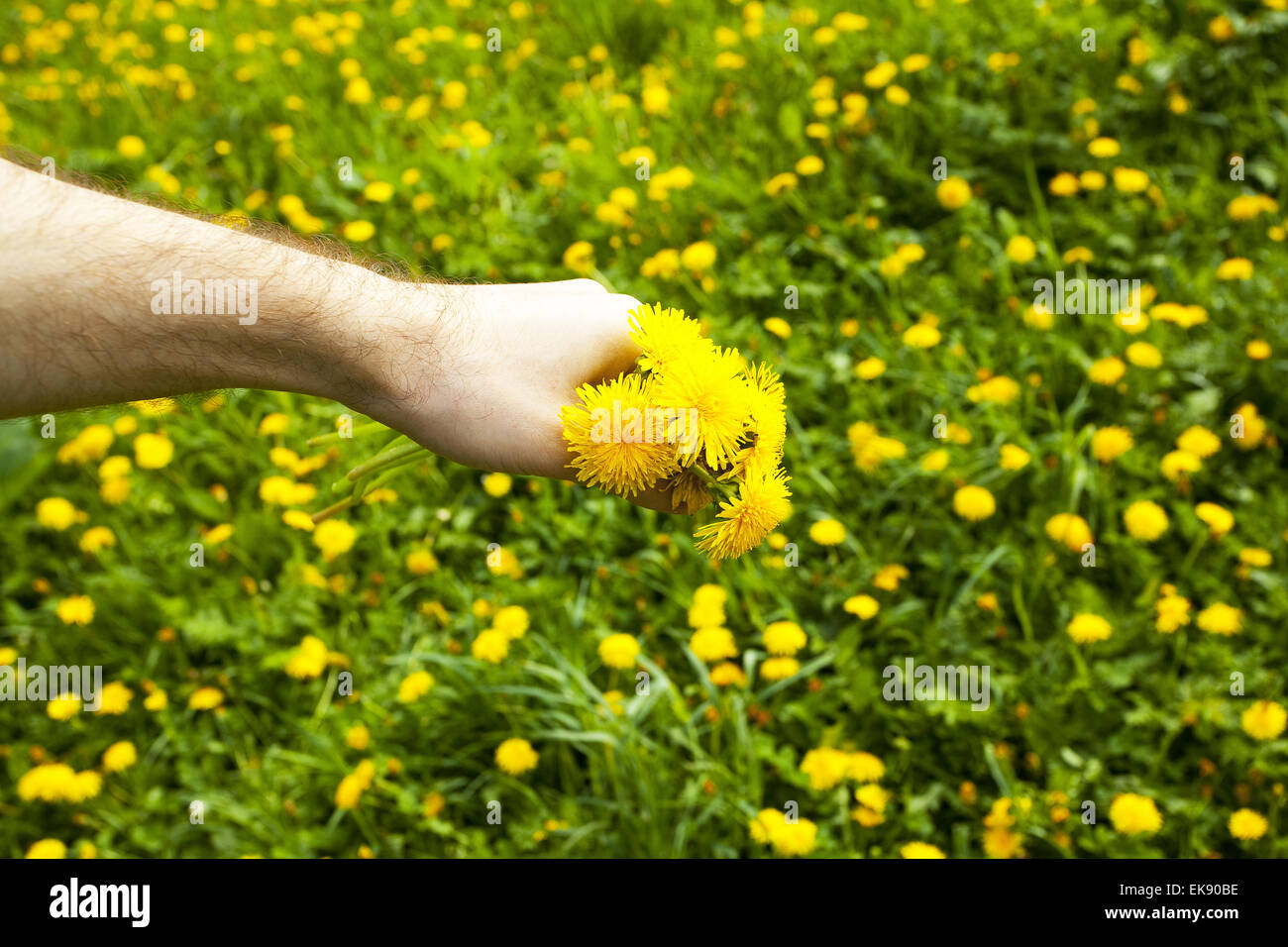 dandelions in the hands of men on the background field of dandel Stock ...