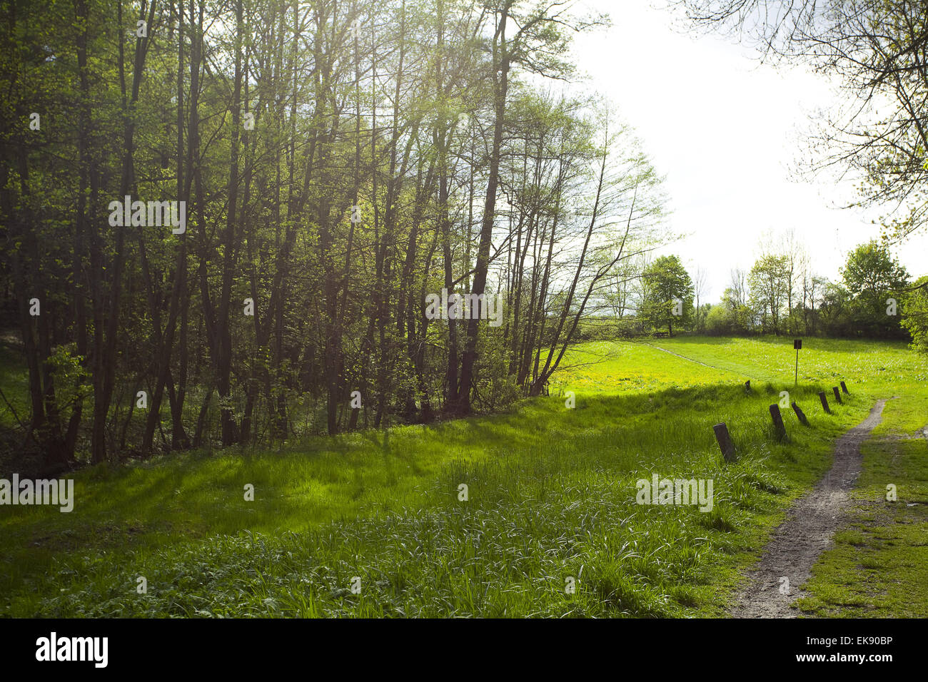 Large forest europe hi-res stock photography and images - Alamy
