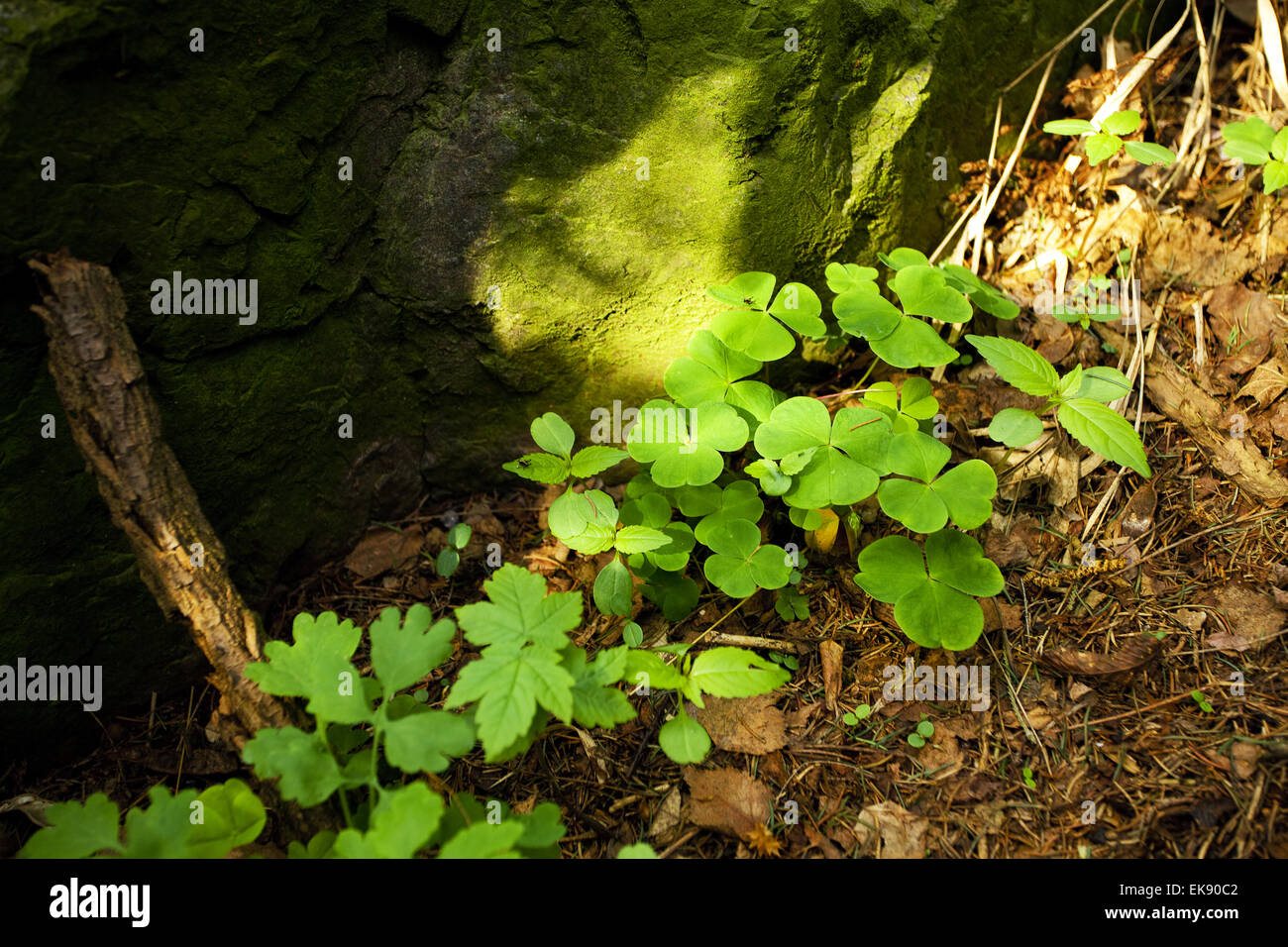 clover growing in a clearing in the woods Stock Photo - Alamy