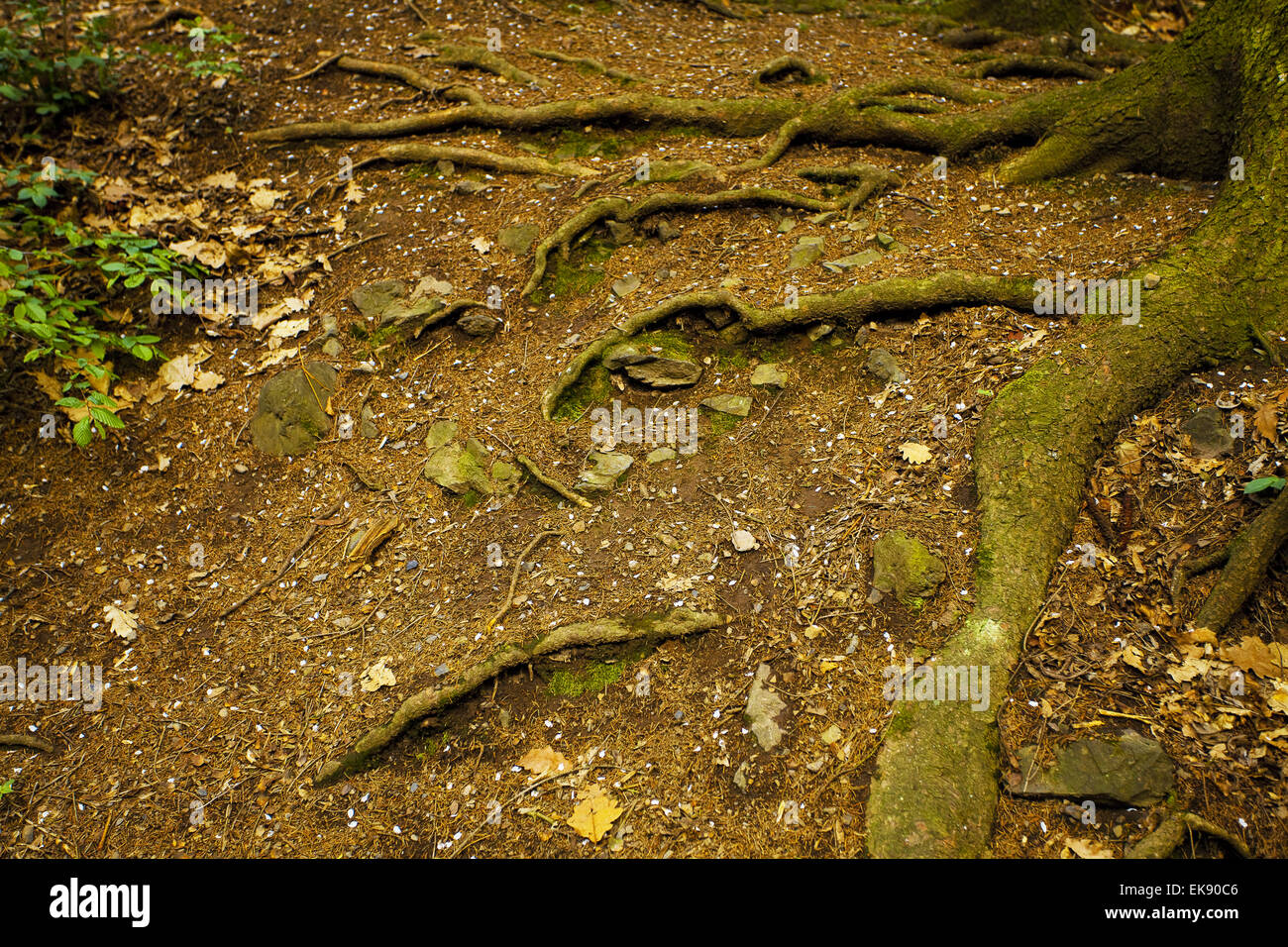 roots of an old tree Stock Photo - Alamy