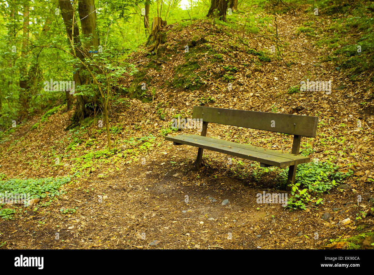 a lone bench in the green wood Stock Photo - Alamy