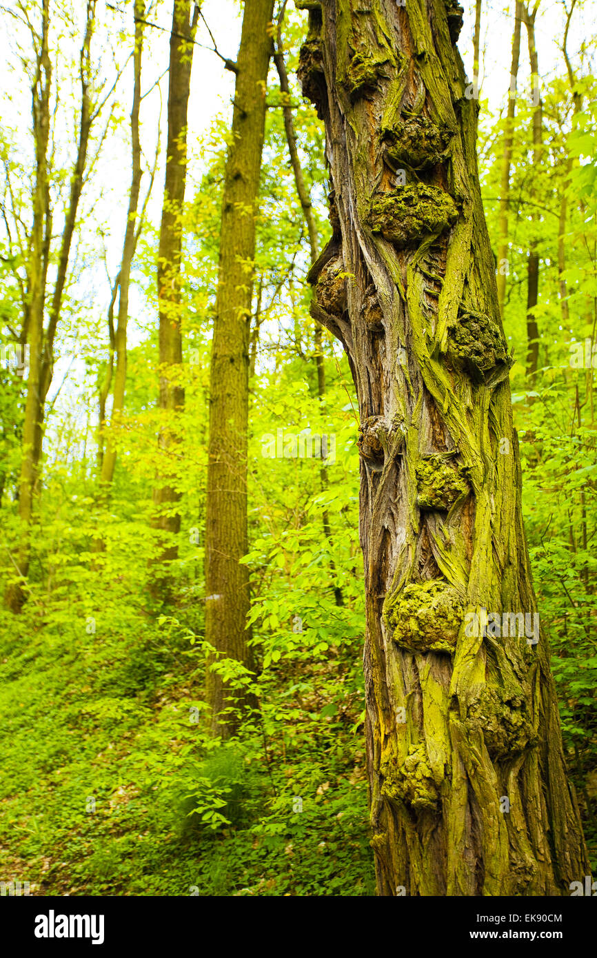 Interesting bark hi-res stock photography and images - Alamy