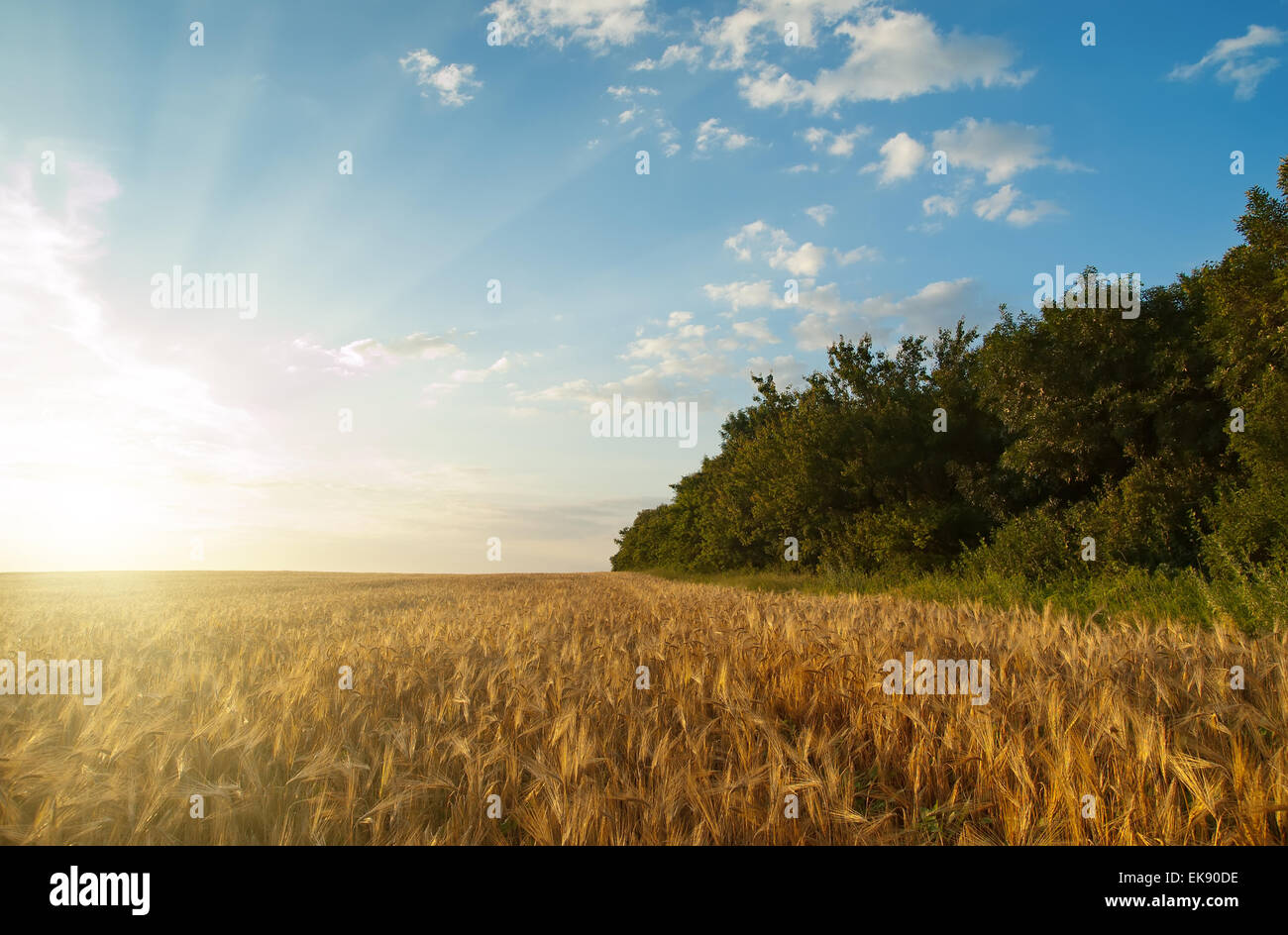sunset over field with harvest Stock Photo - Alamy