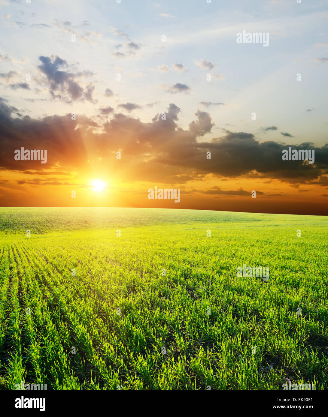 sunset over green field Stock Photo - Alamy