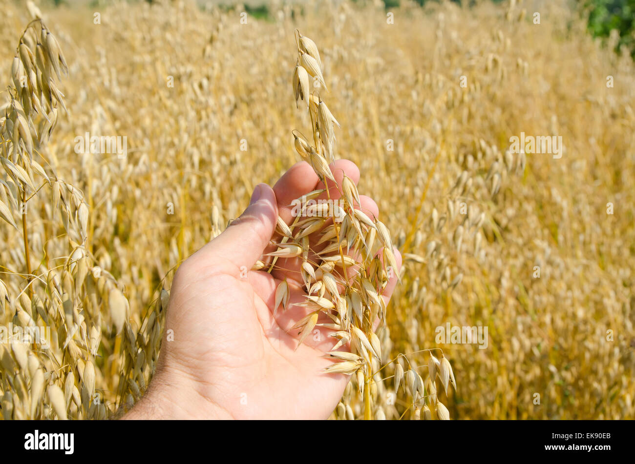 Oats in agriculture hi-res stock photography and images - Alamy