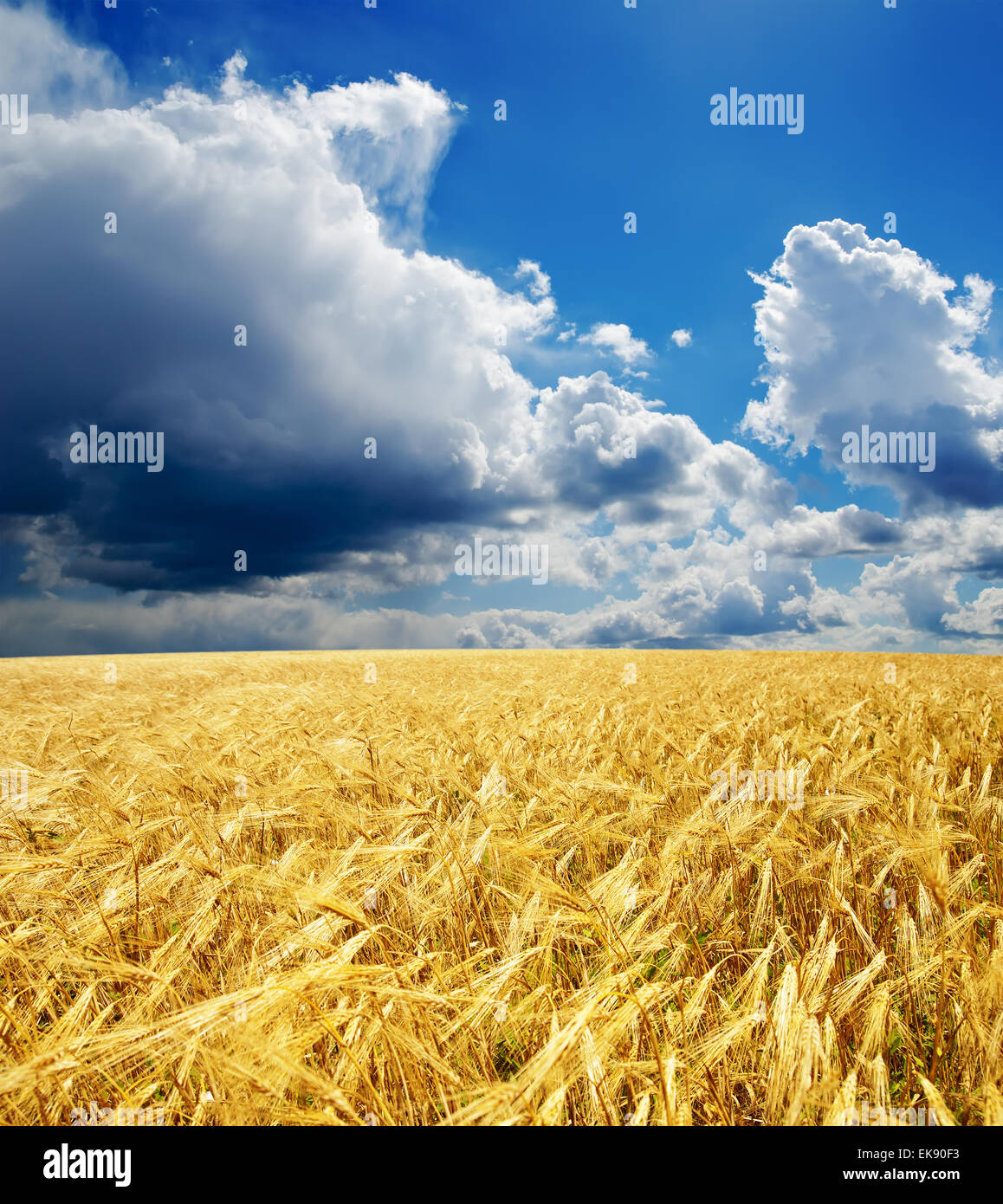 golden field under dramatic sky Stock Photo - Alamy