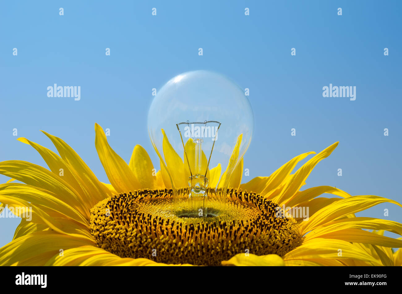bulb in sunflower Stock Photo - Alamy