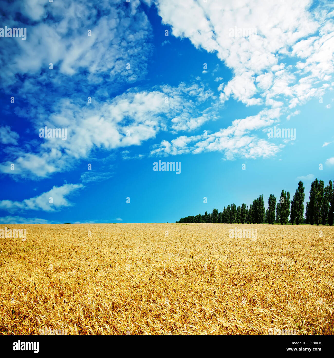 golden field under cloudy sky Stock Photo - Alamy