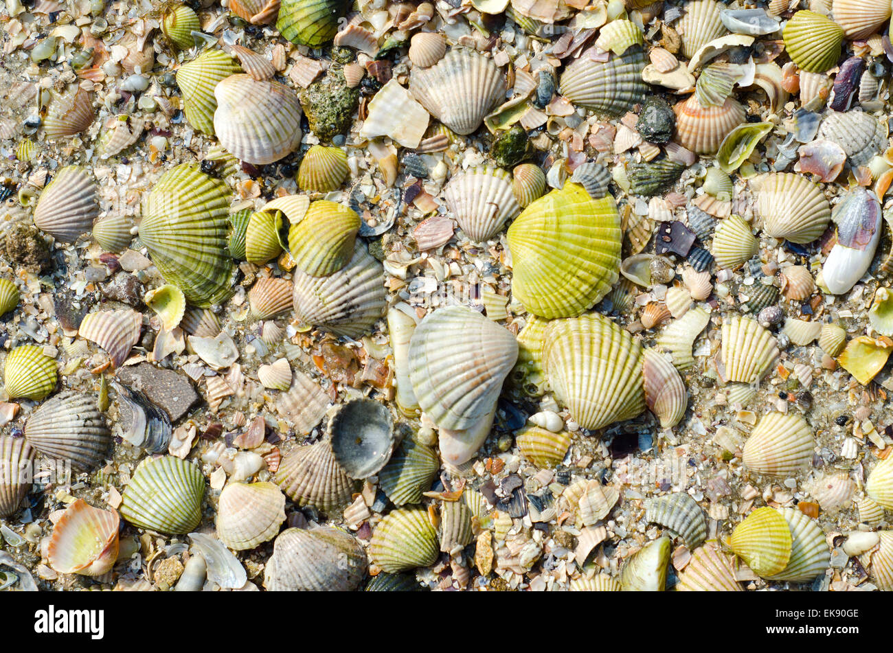 green sea shells with sand as background Stock Photo - Alamy