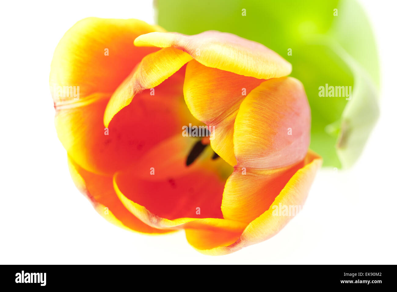 tulip isolated on white Stock Photo - Alamy