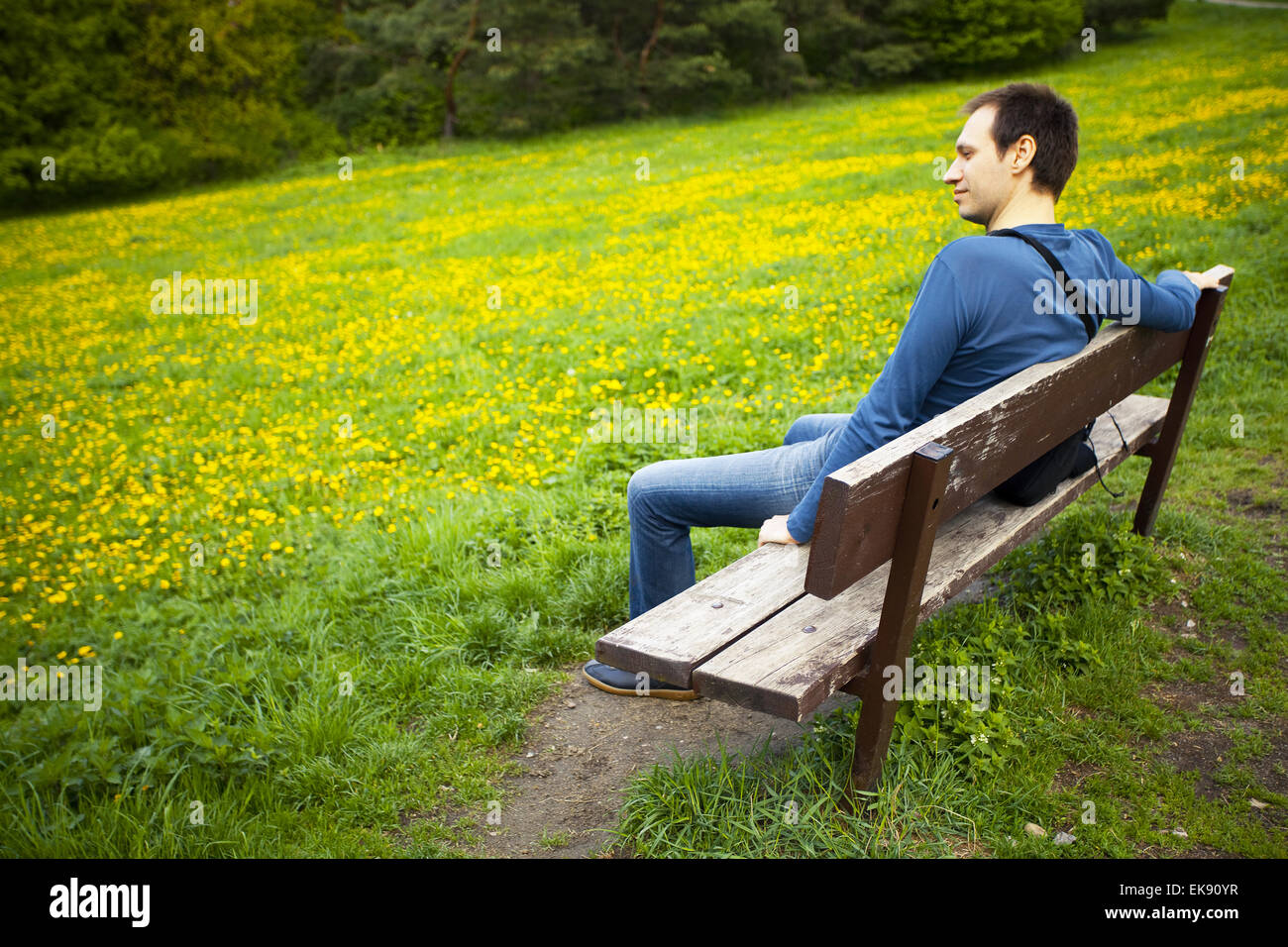 male resting on the bench on the field of dandelions Stock Photo - Alamy