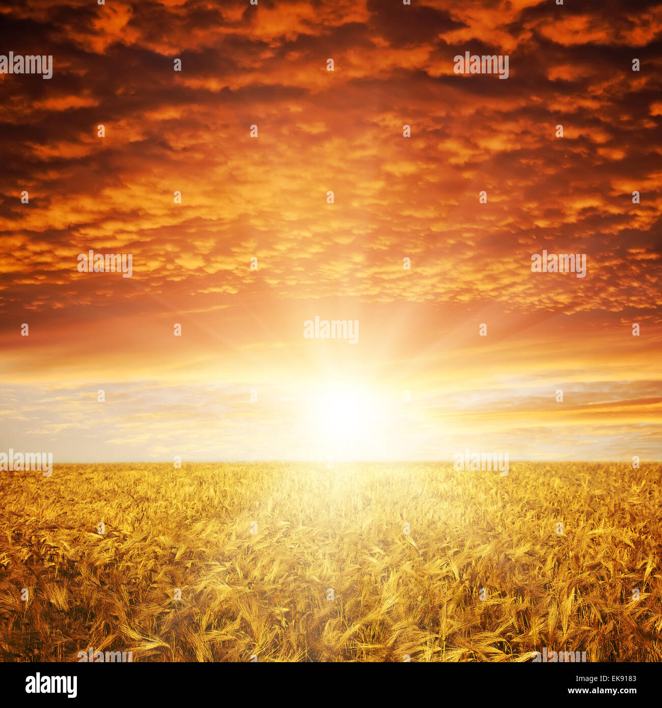 golden sunset over wheat field Stock Photo - Alamy