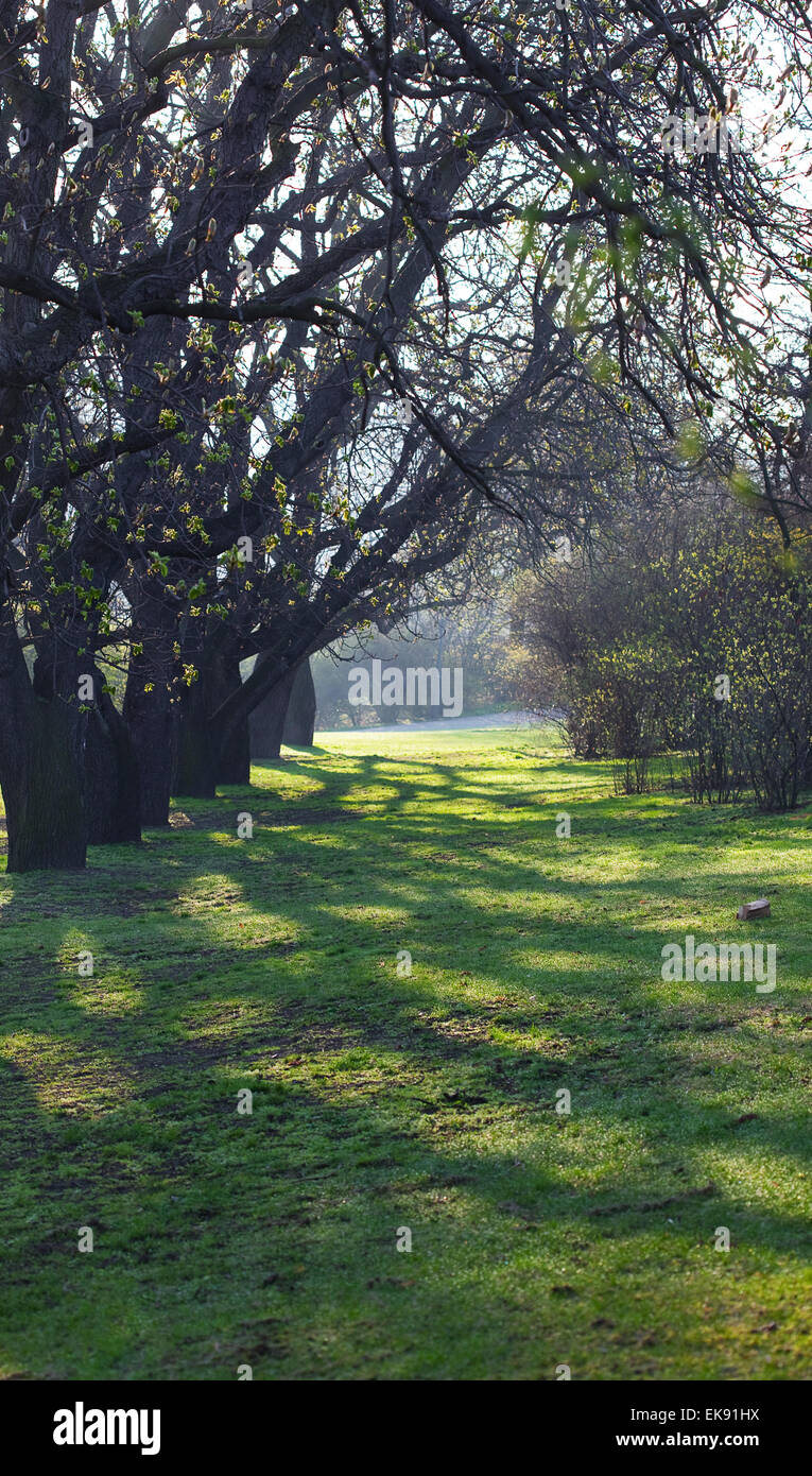 Shady green hi-res stock photography and images - Alamy