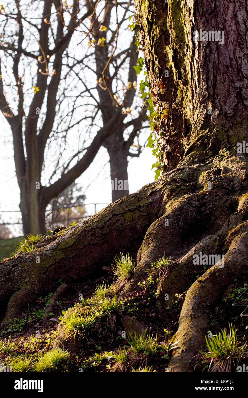 tree trunk overgrown with moss in the sun Stock Photo - Alamy