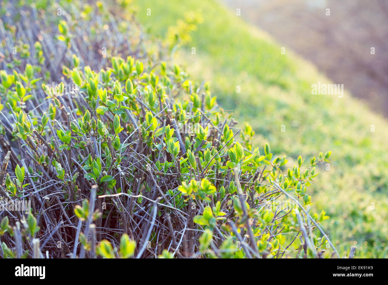 Sun drenched foliage hi-res stock photography and images - Alamy