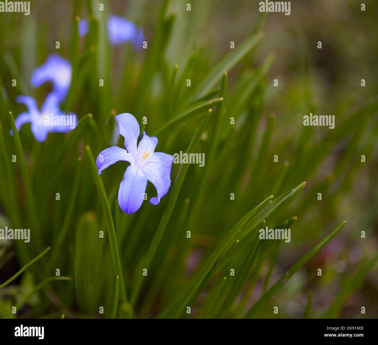 beautiful spring flower in the grass Stock Photo - Alamy