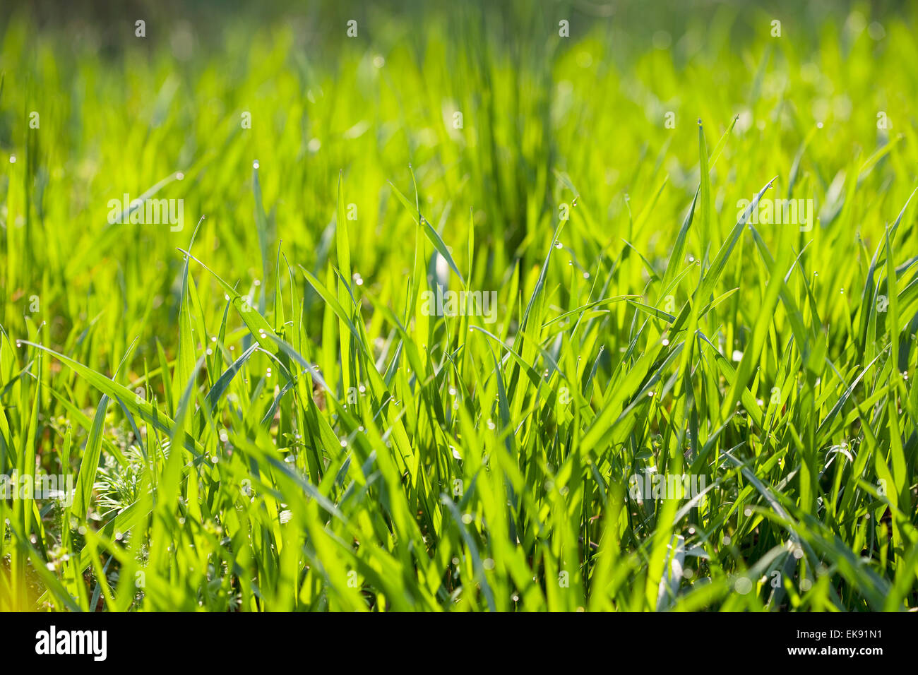 background young grass with dew Stock Photo - Alamy