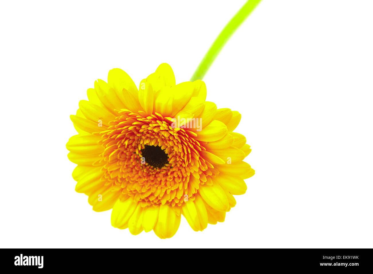 orange flower isolated on white Stock Photo - Alamy