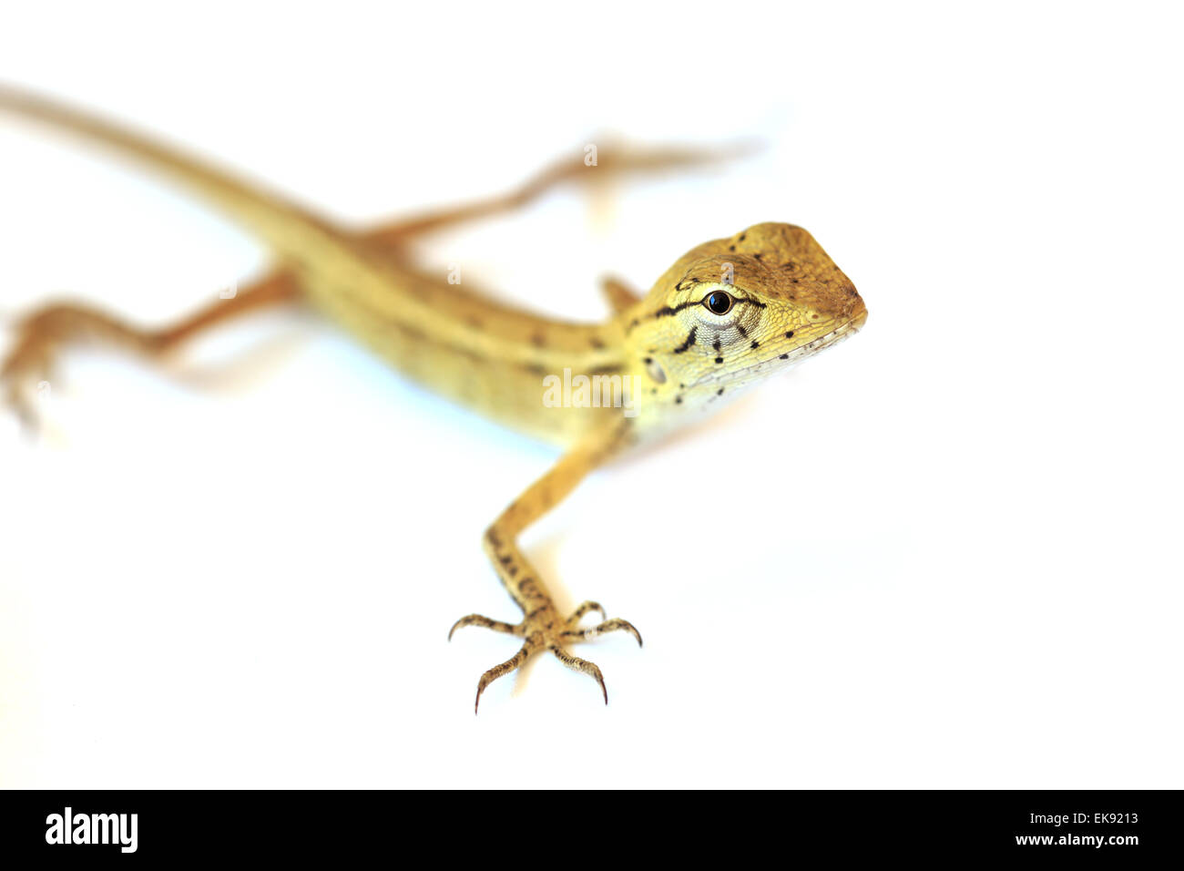 Lizard isolated on white background Stock Photo - Alamy