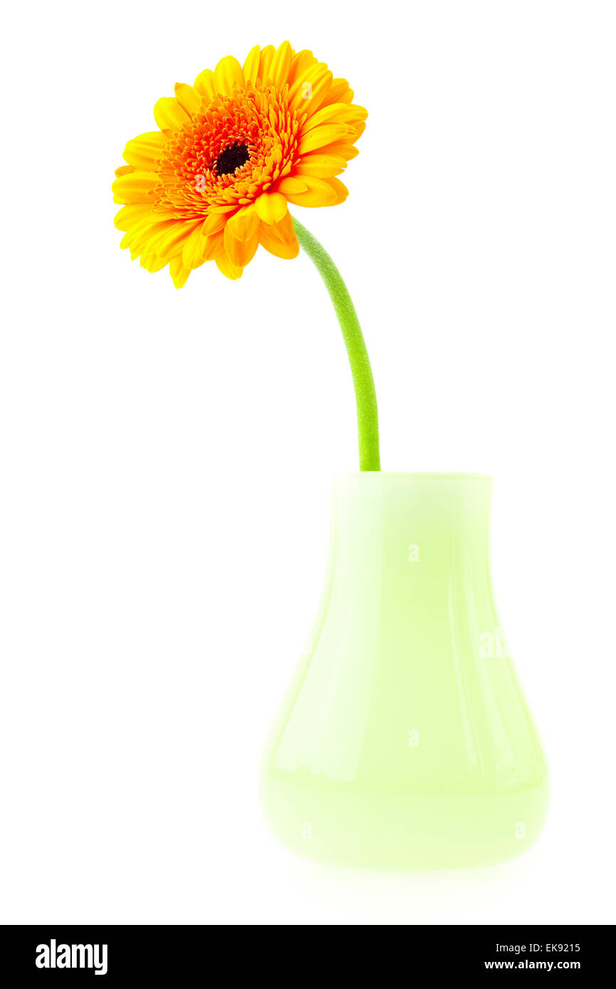 Gerbera in vase isolated on white Stock Photo - Alamy