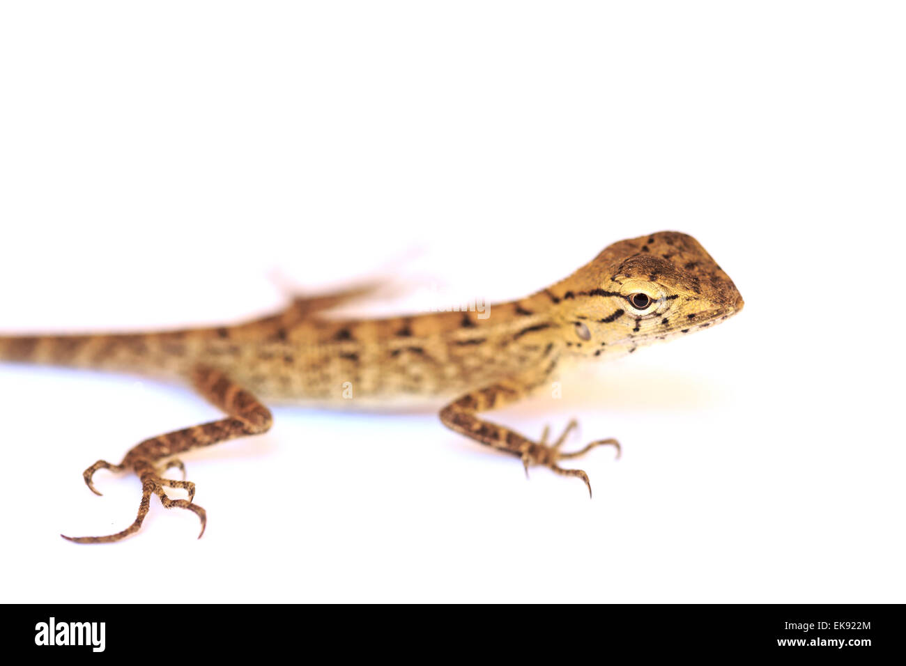 Lizard isolated on white background Stock Photo - Alamy