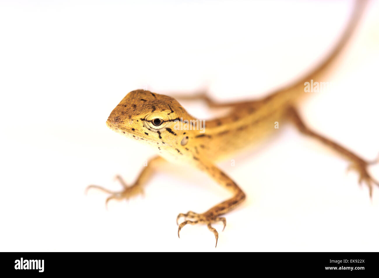 Lizard isolated on white background Stock Photo - Alamy