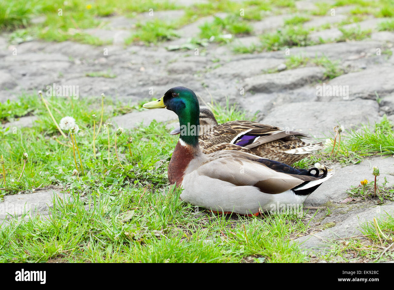 ducks sitting on the grass Stock Photo - Alamy