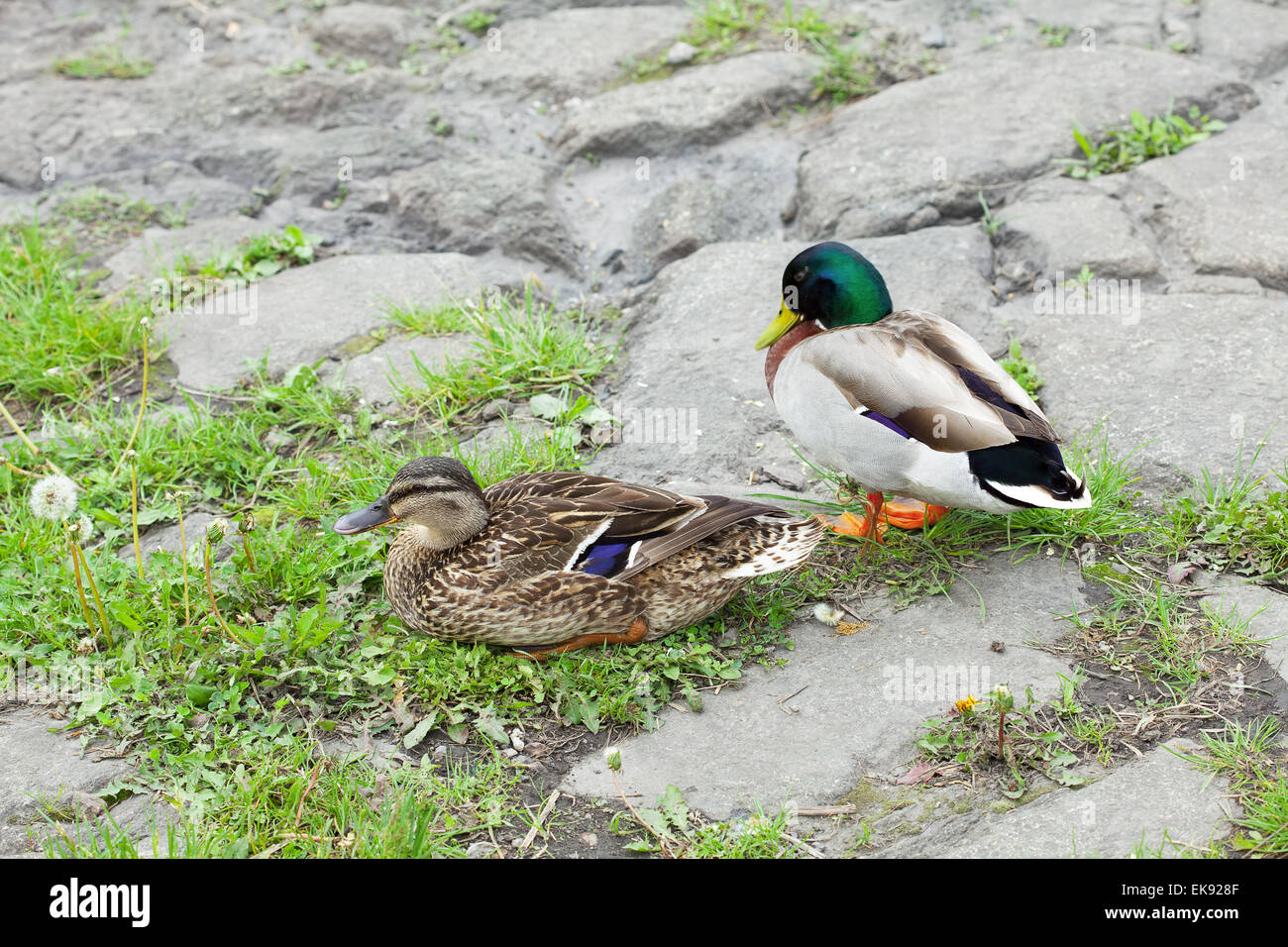 ducks sitting on the grass Stock Photo - Alamy