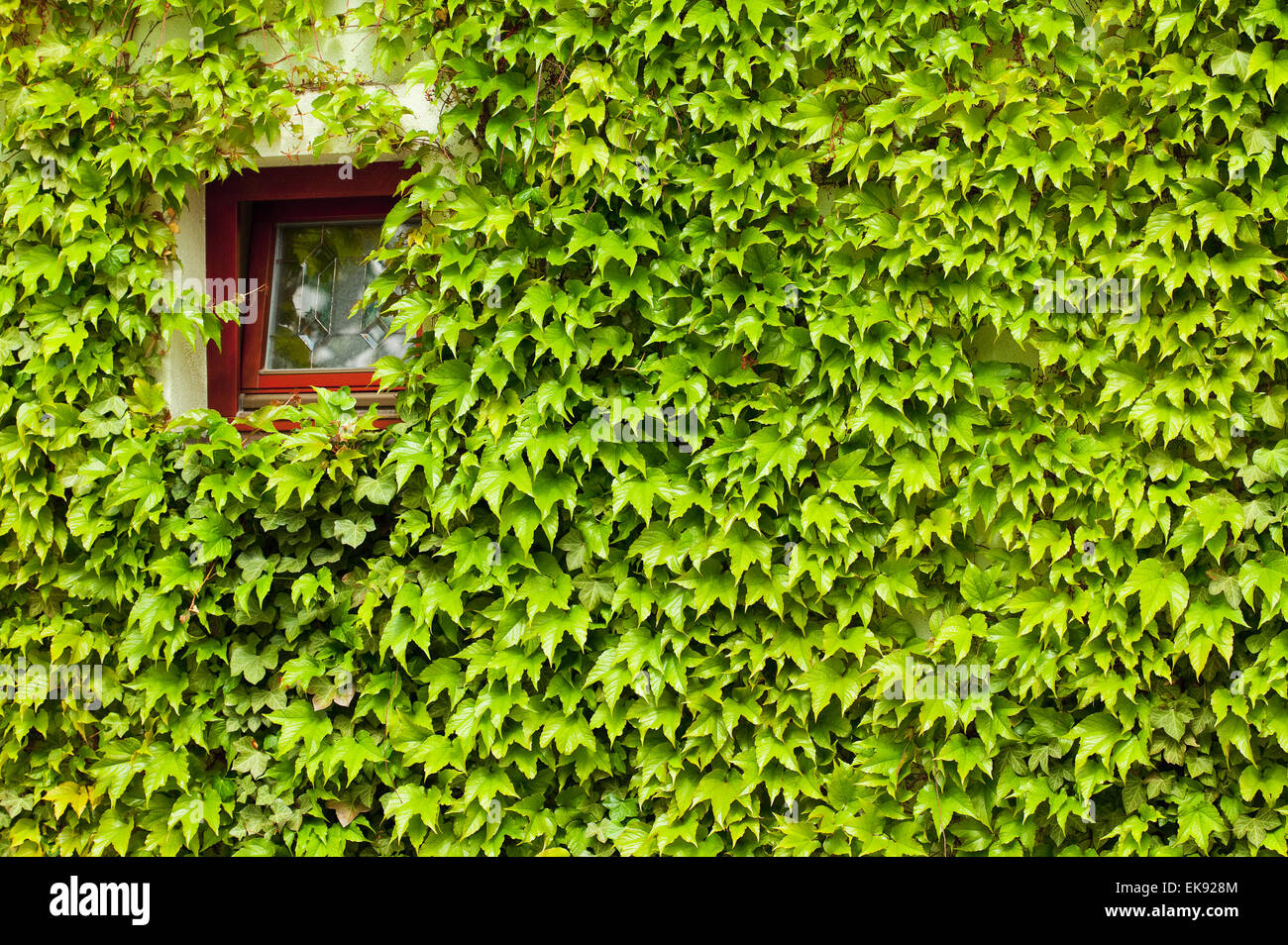 window in the green creepers Stock Photo - Alamy