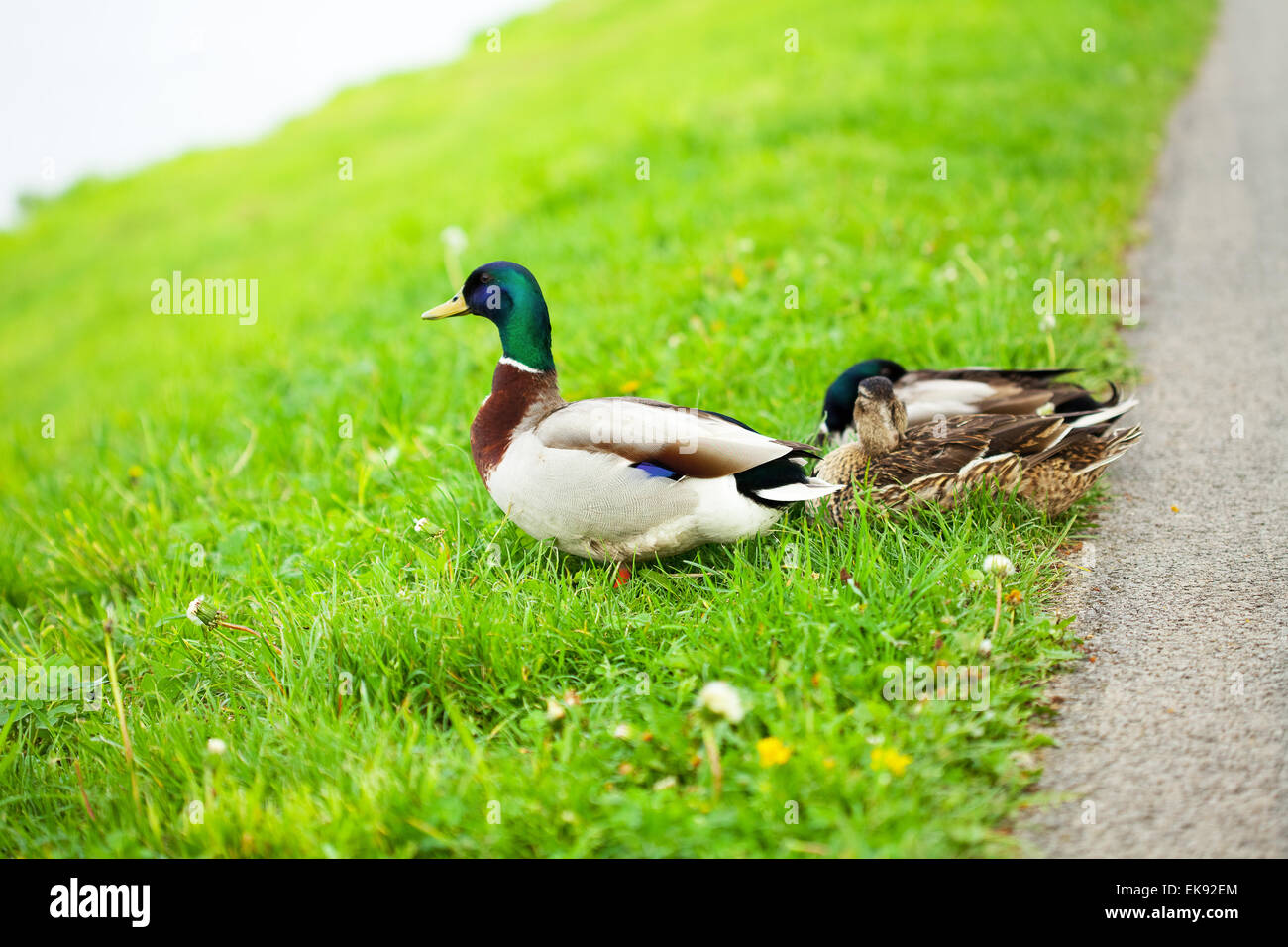 ducks sitting on the grass Stock Photo - Alamy