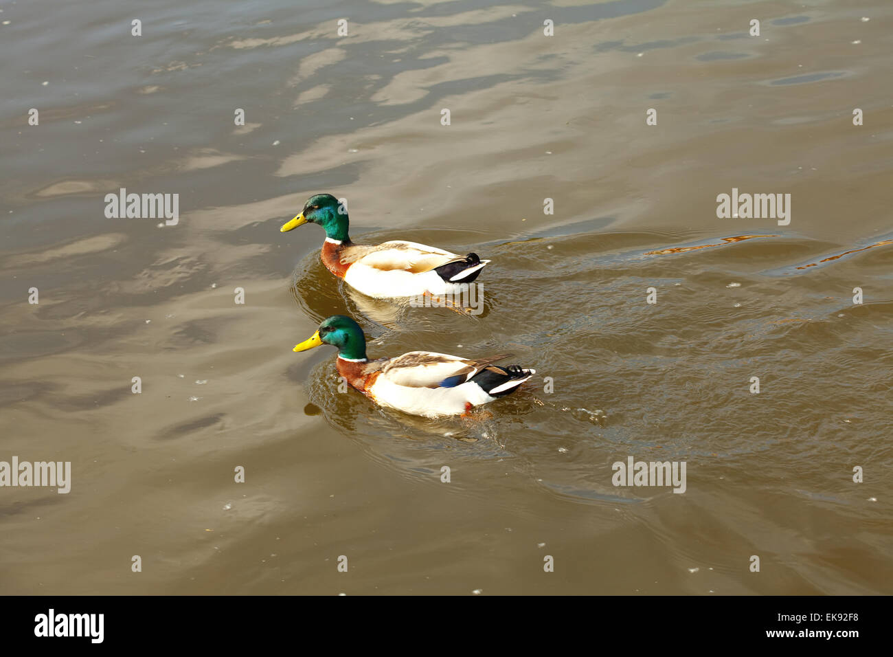 ducks floating in the water Stock Photo - Alamy