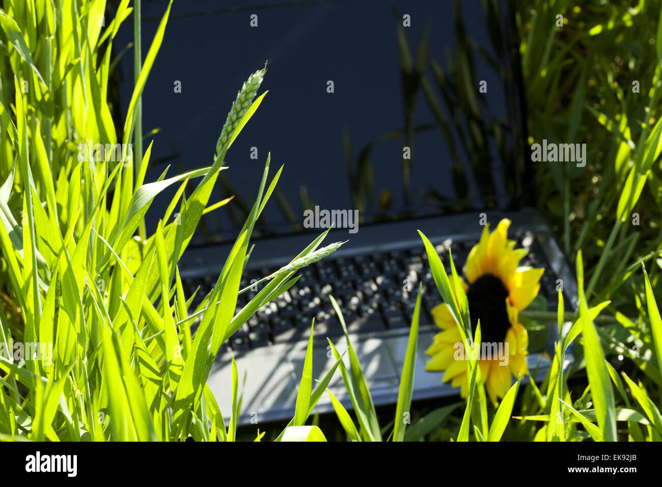 laptop with a sunflower in the green field Stock Photo - Alamy