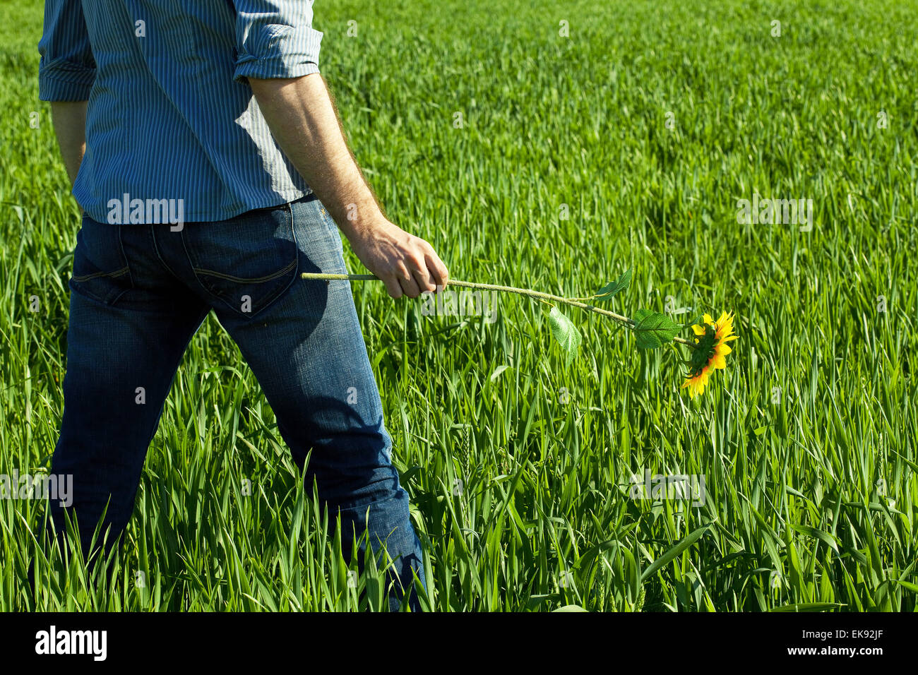 young man standing with a sunflower in the green field Stock Photo - Alamy