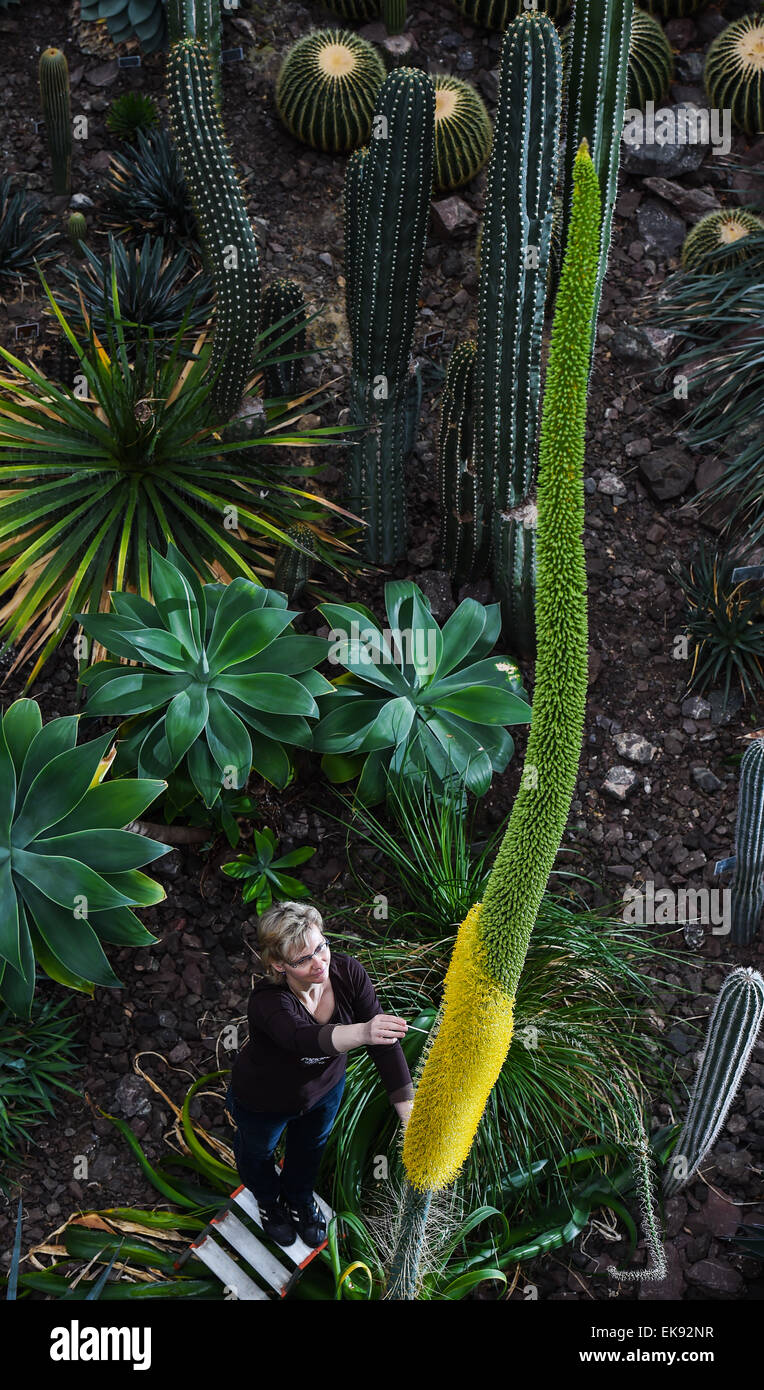 Agave vilmoriniana hi-res stock photography and images - Alamy