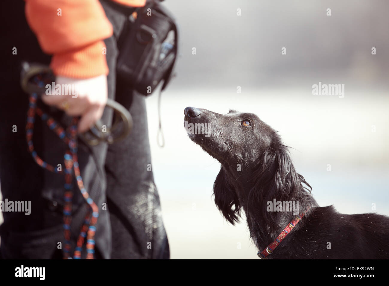 Dog and trainer Stock Photo - Alamy