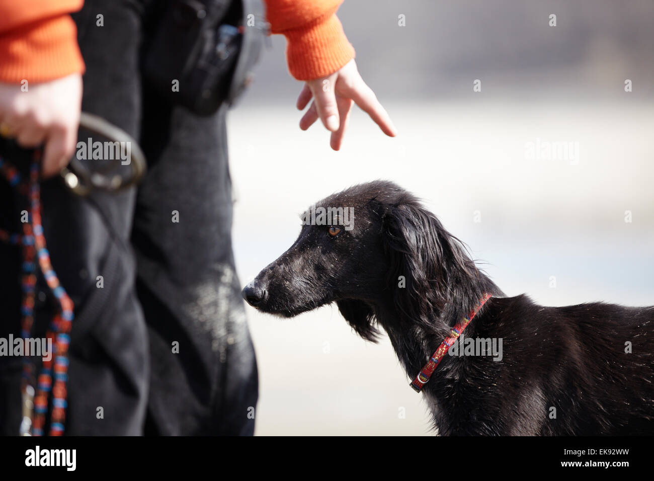 Dog and trainer Stock Photo - Alamy