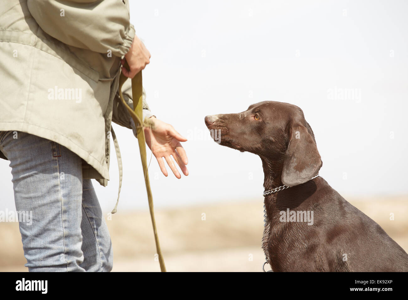 Dog and trainer Stock Photo - Alamy