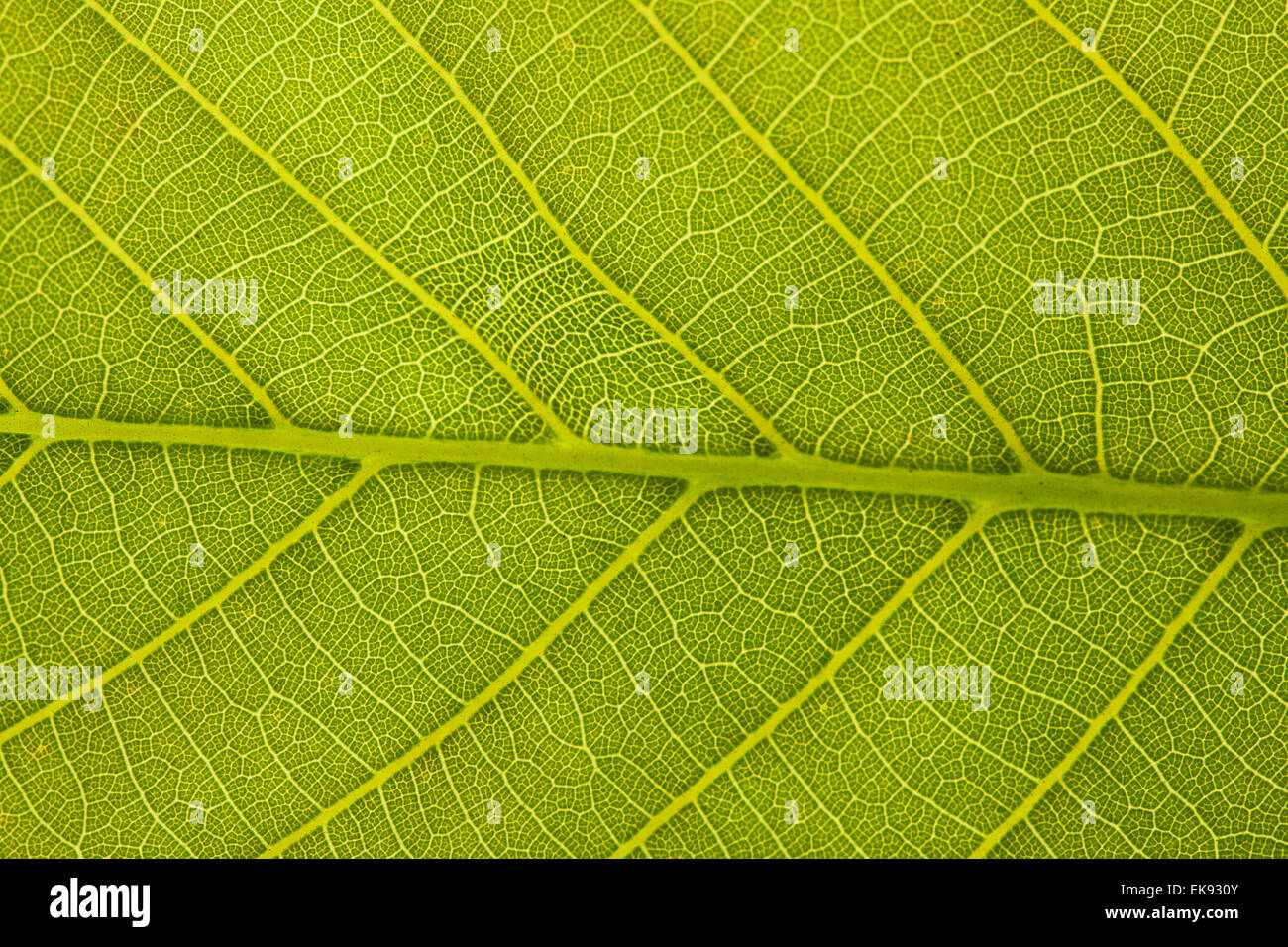 Green leaf with back lighting hi-res stock photography and images - Alamy