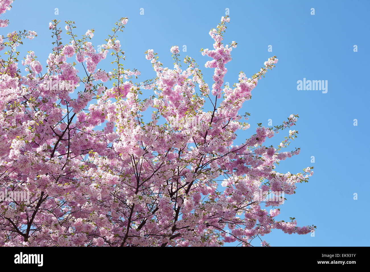Beautiful blooming sakura sunlight close hi-res stock photography and ...