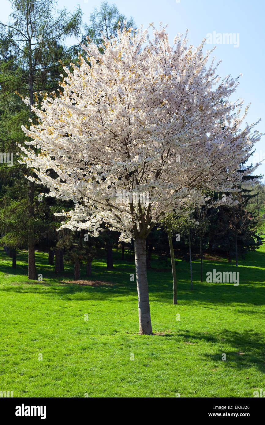 Beautiful blooming sakura sunlight close hi-res stock photography and ...
