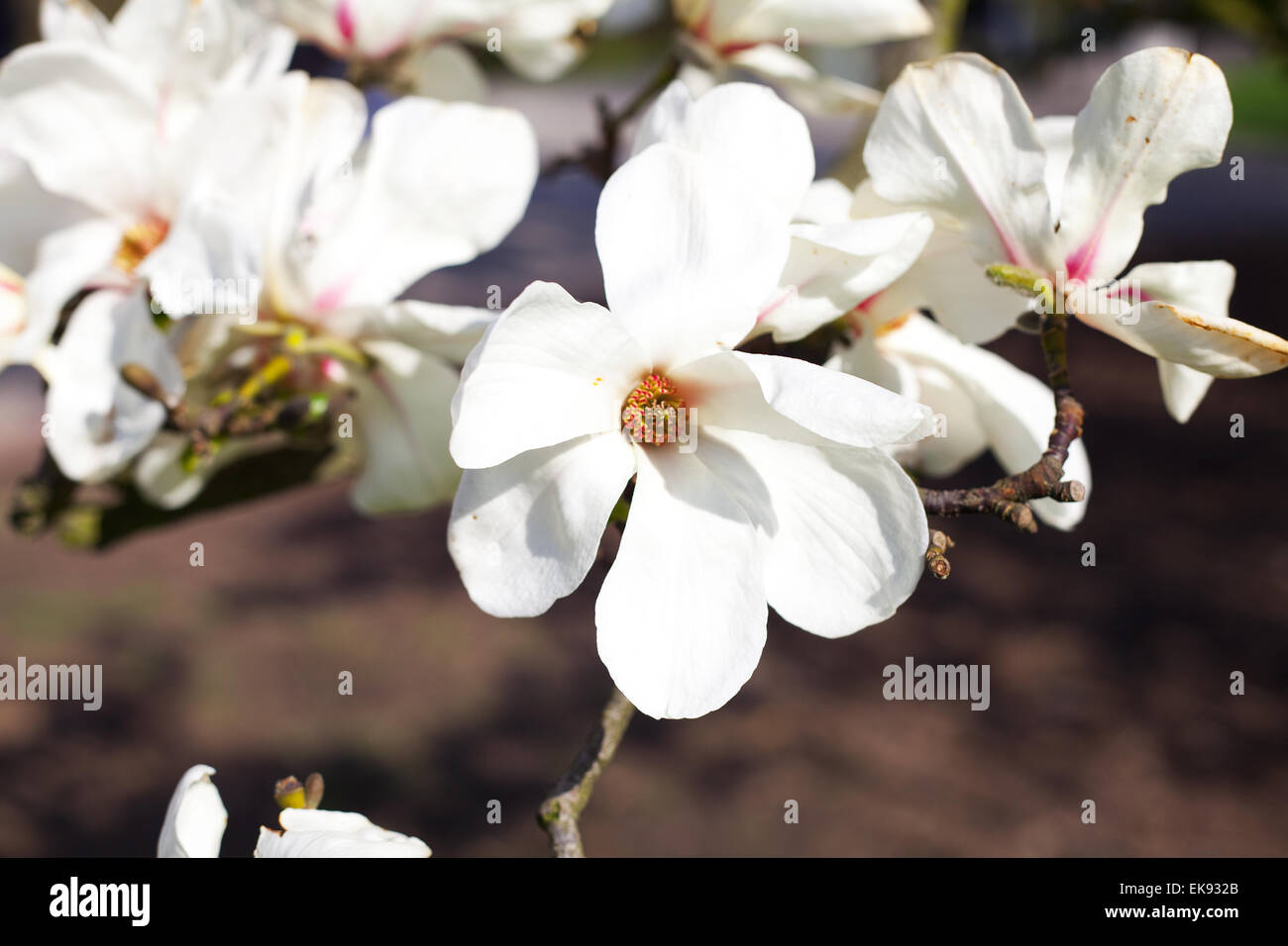 Opening magnolia flowers hi-res stock photography and images - Alamy