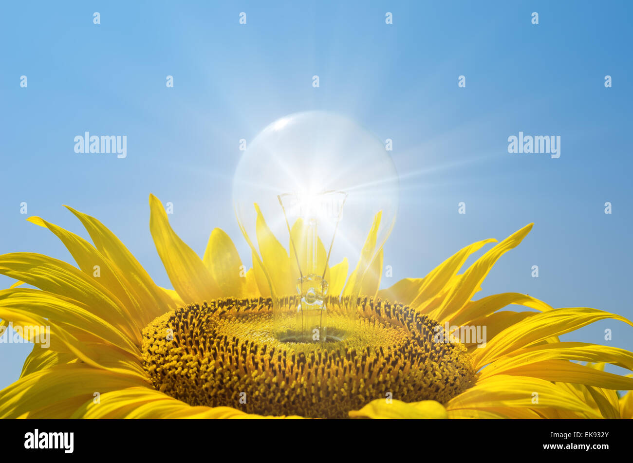bulb in sunflower with reflections Stock Photo - Alamy