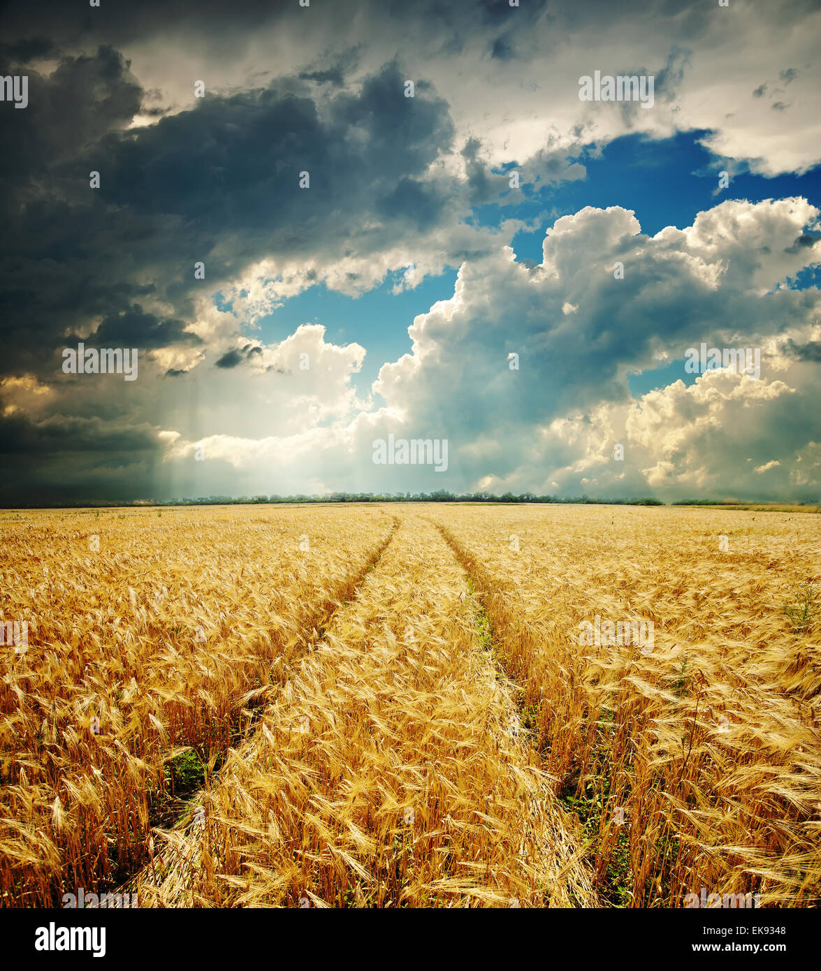 dramatic sky over golden field Stock Photo - Alamy