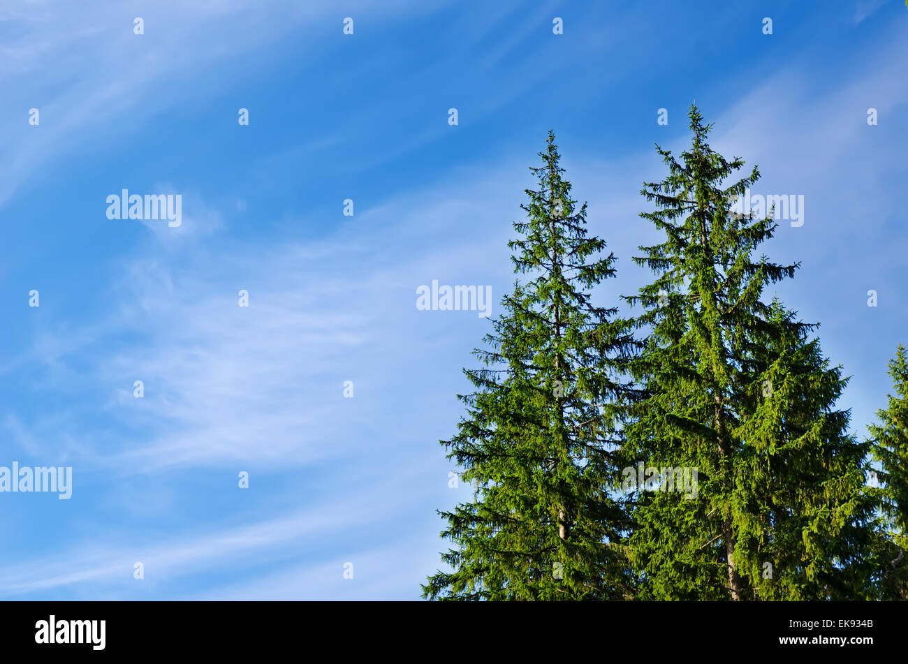 pines under deep blue sky Stock Photo - Alamy