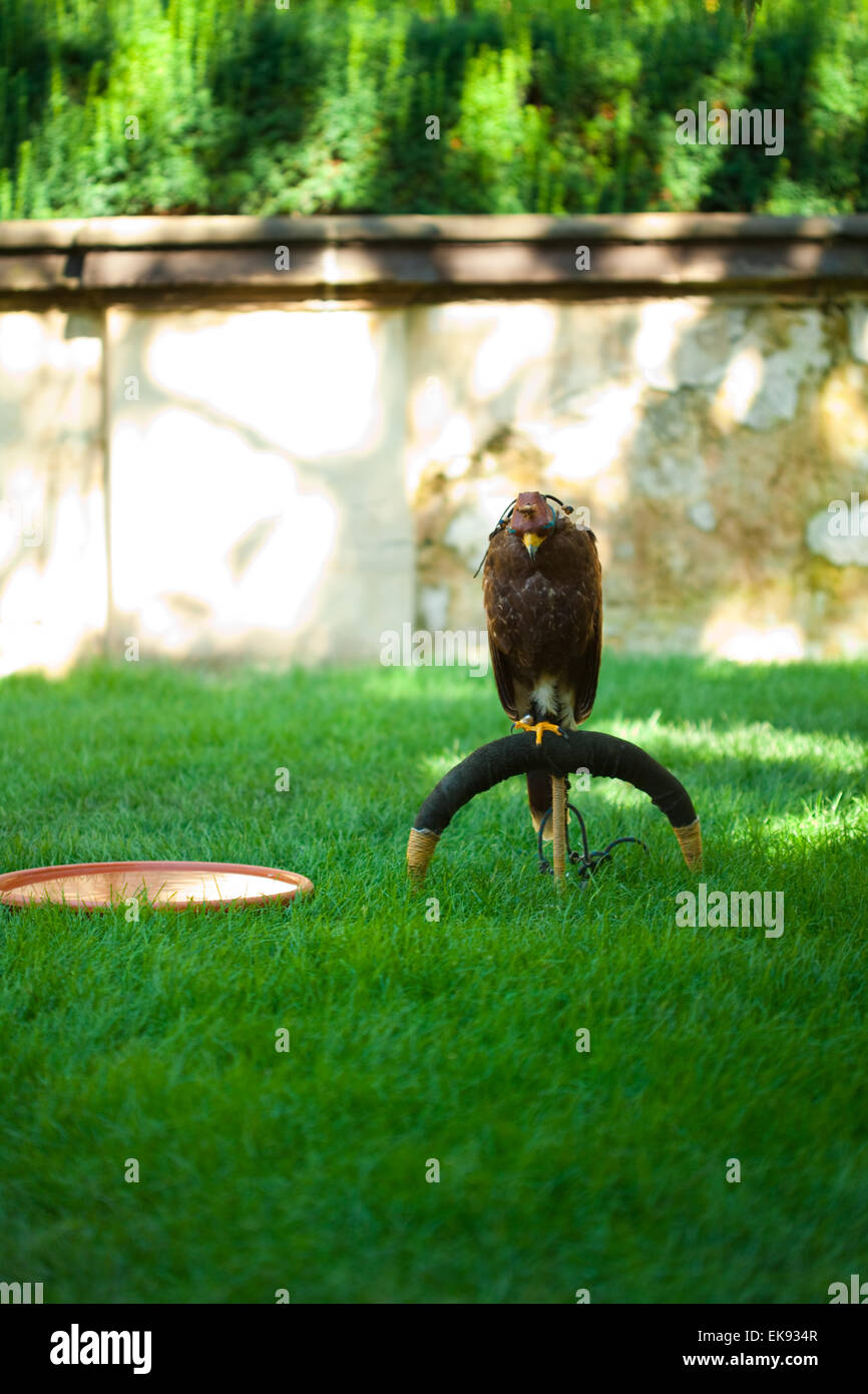 eagle on a background of green grass Stock Photo - Alamy